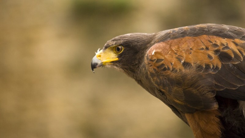 Birds of a Hawkish Feather